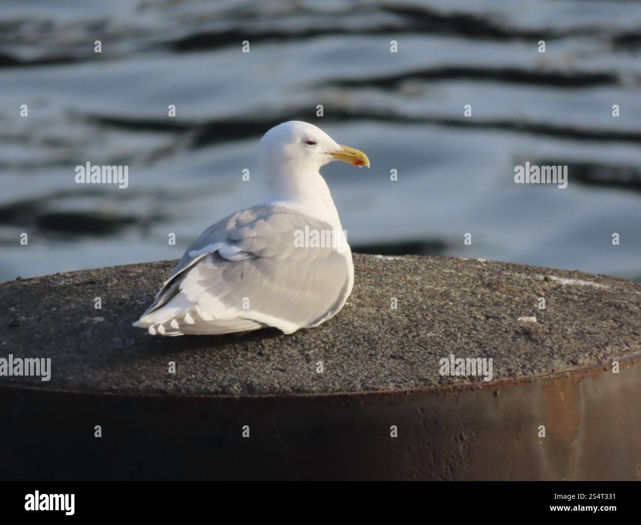 Olympic Gull (Larus glaucescens × occidentalis Stock Photo - Alamy