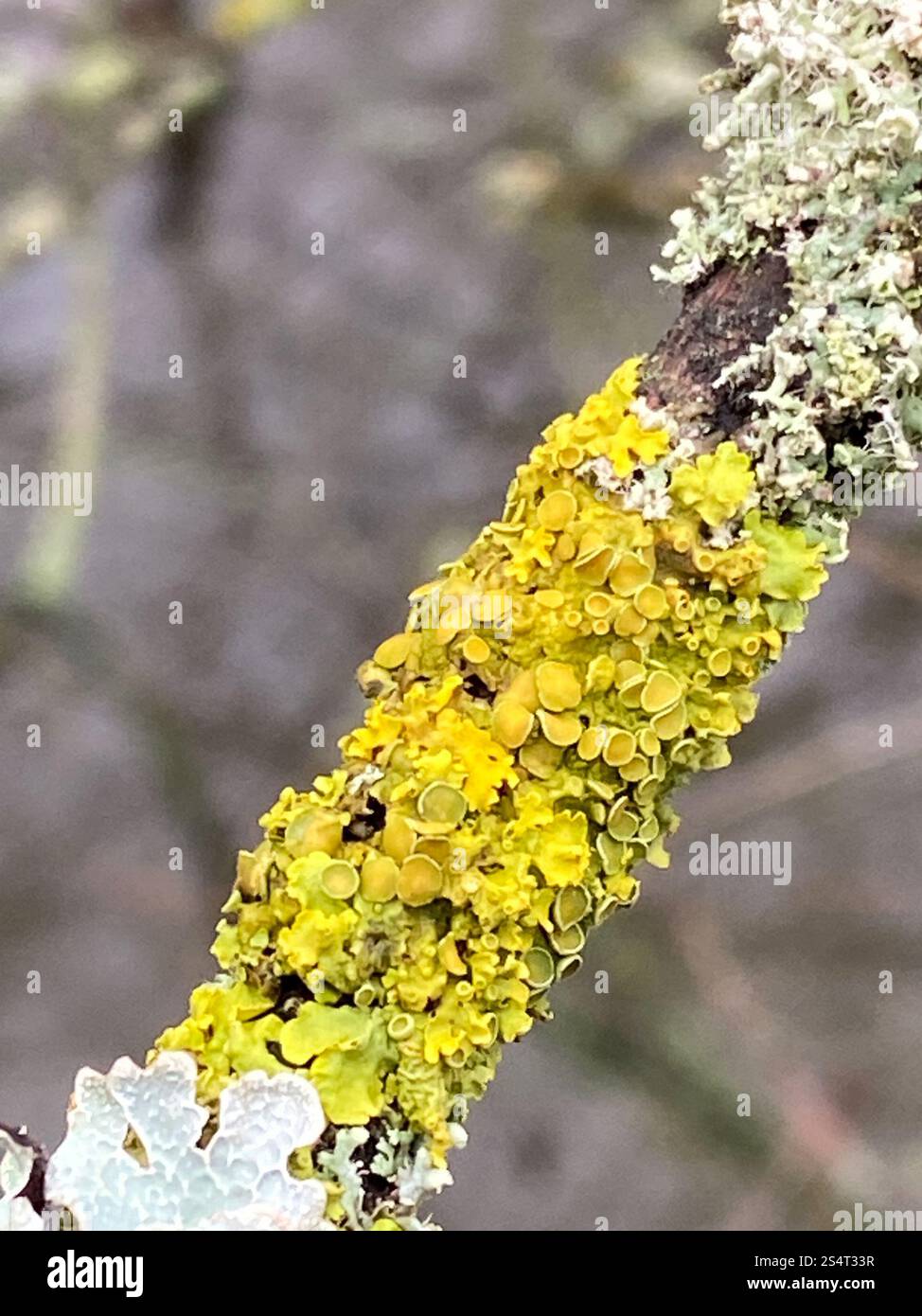Common Sunburst Lichen (Xanthoria parietina Stock Photo - Alamy