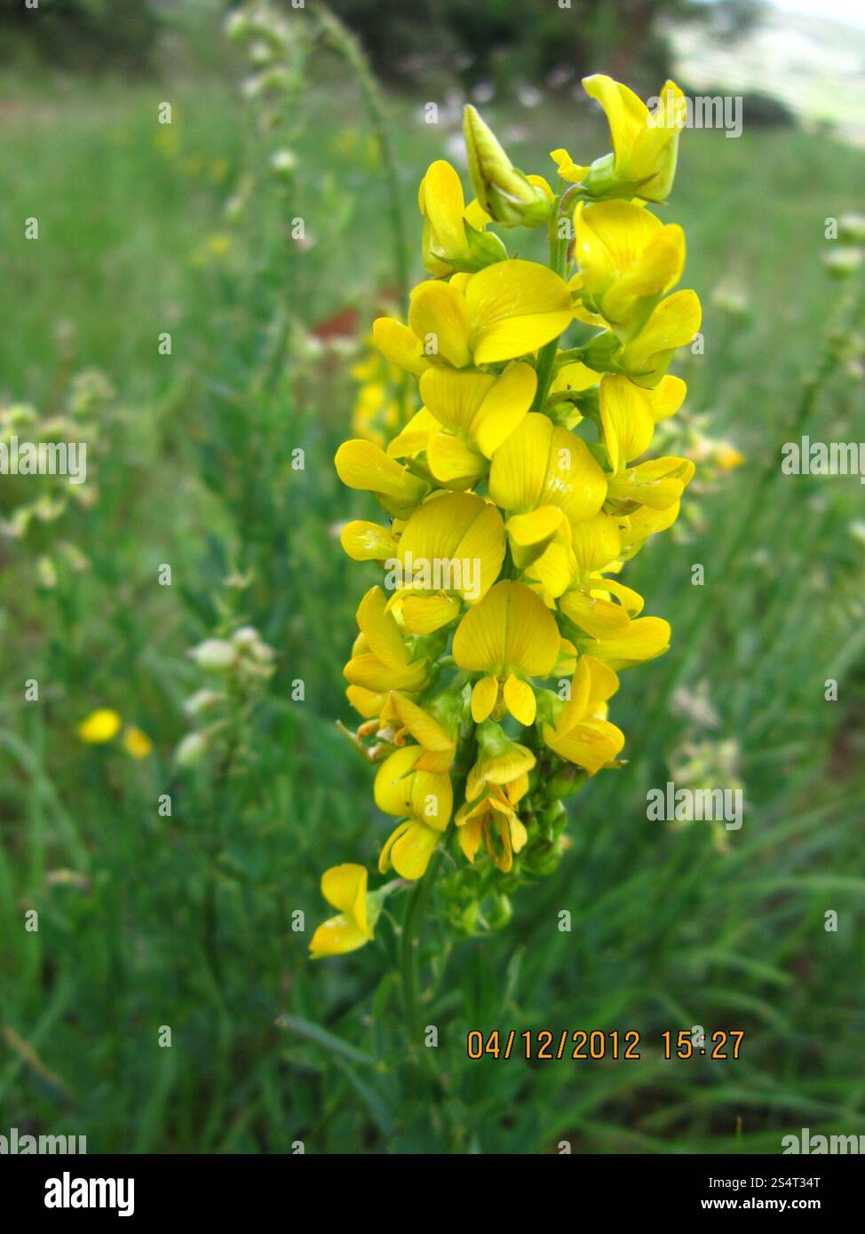 Round Pod Rattle Bush (Crotalaria globifera Stock Photo - Alamy