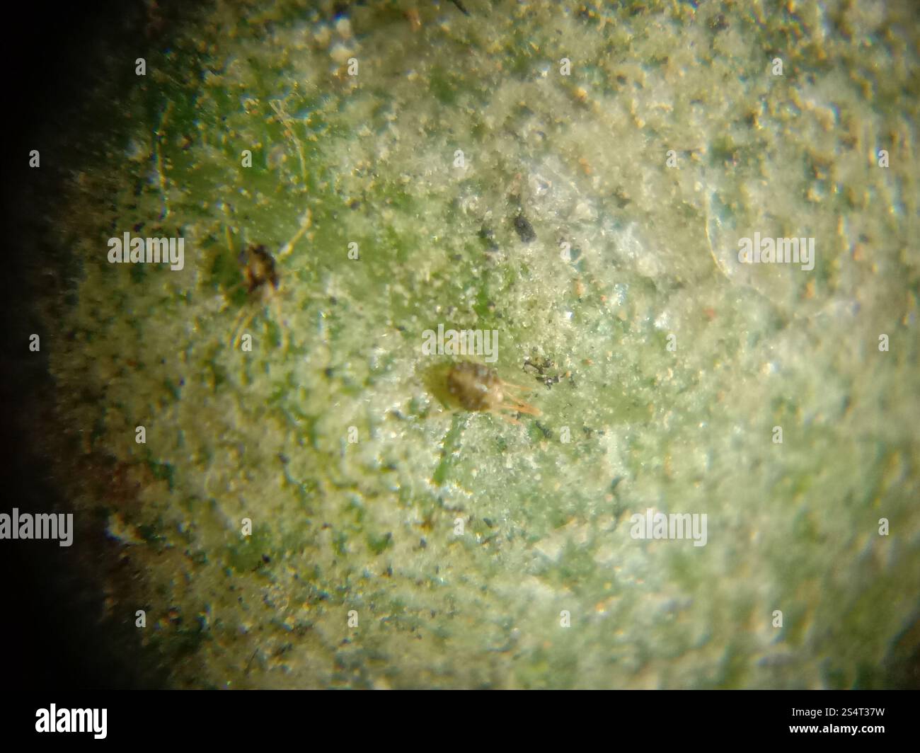 Twospotted Spider Mite (Tetranychus urticae Stock Photo - Alamy