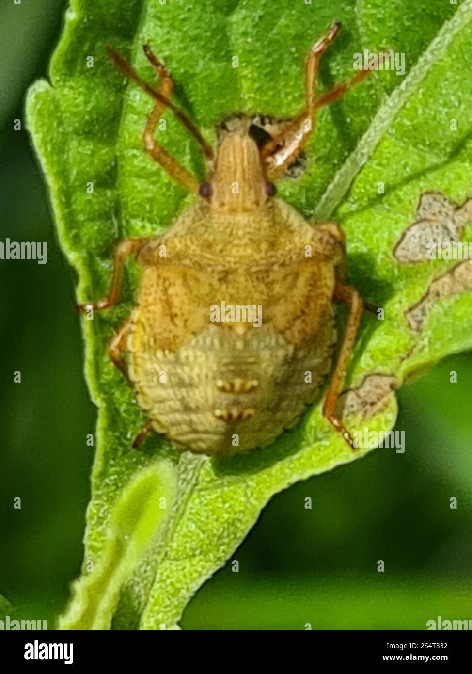 Stink Bugs (Pentatomidae Stock Photo - Alamy