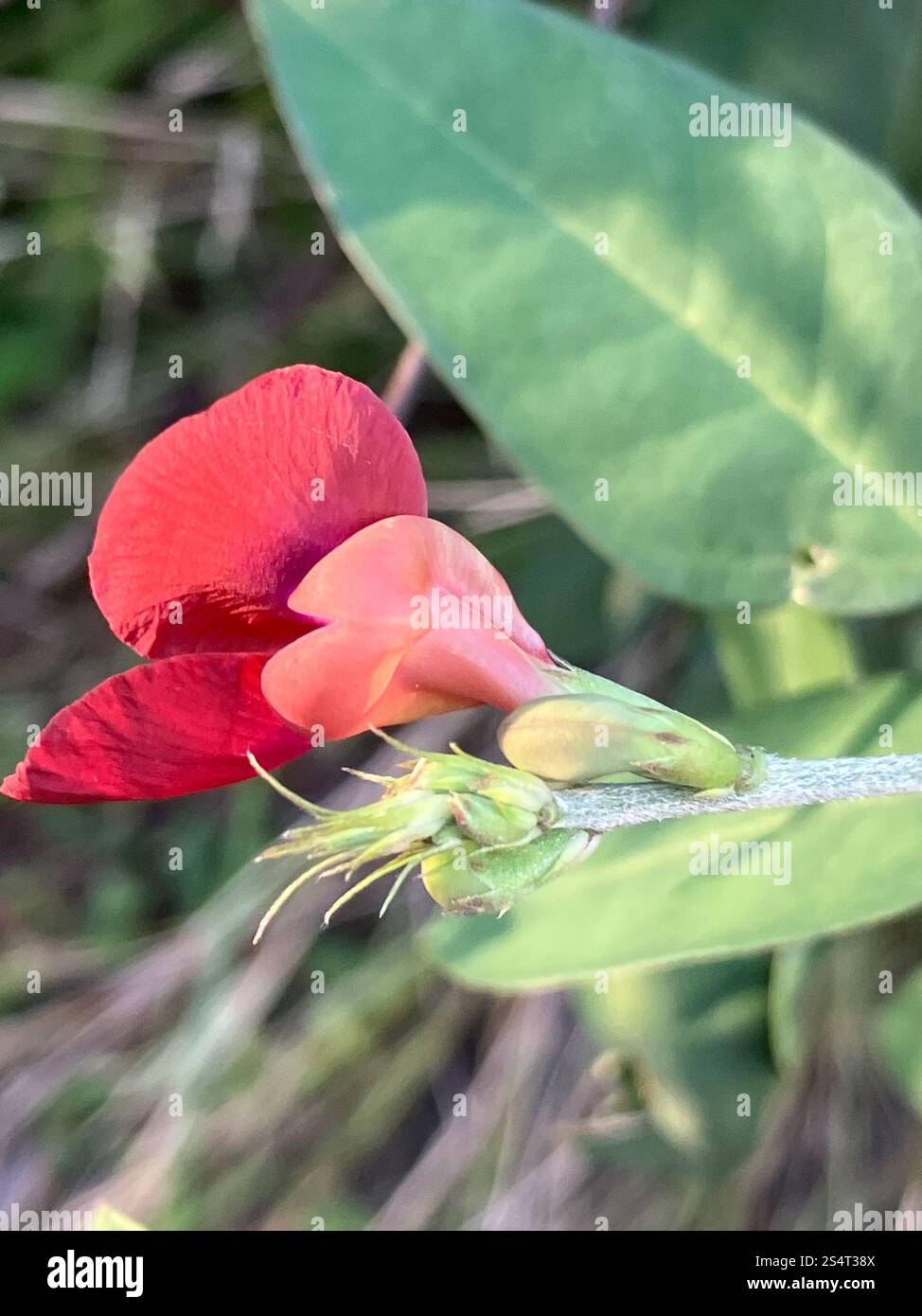 Phasey Bean (Macroptilium lathyroides Stock Photo - Alamy