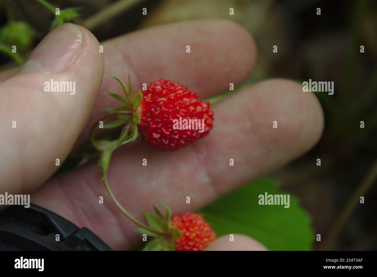 Common Virginia strawberry (Fragaria virginiana virginiana Stock Photo ...