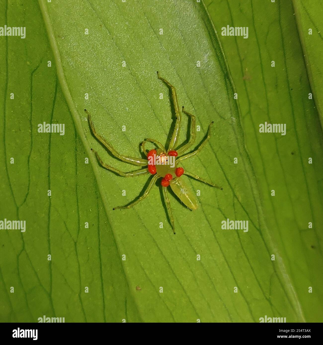 Translucent Green Jumping Spiders (Lyssomanes Stock Photo - Alamy
