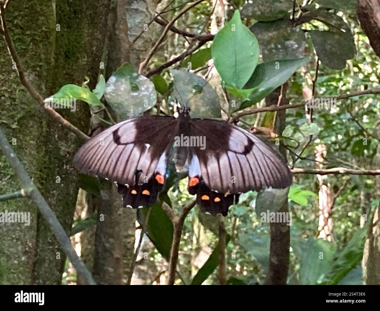 Australian Orchard Swallowtail (Papilio aegeus aegeus Stock Photo - Alamy