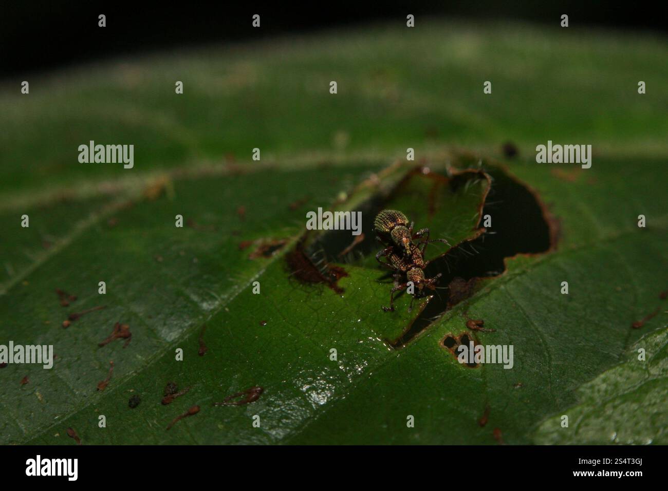 Broad-nosed Weevils (Entiminae Stock Photo - Alamy