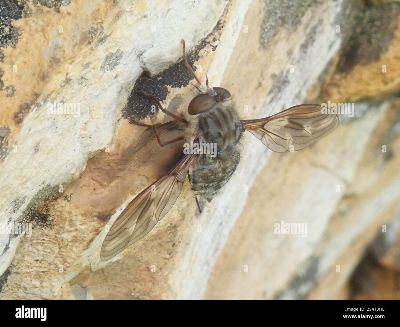 Common Tanglevein Fly (Prosoeca ganglbaueri Stock Photo - Alamy