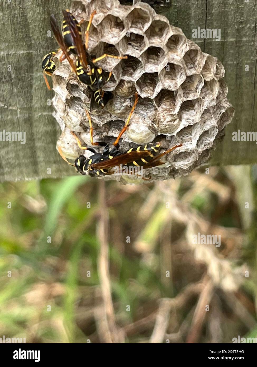 Asian Paper Wasp (Polistes chinensis Stock Photo - Alamy