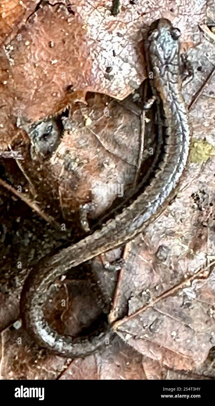 California Slender Salamander (Batrachoseps attenuatus Stock Photo - Alamy