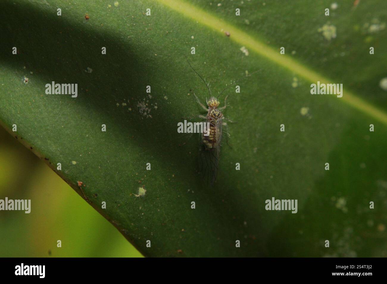Barklice, Booklice, and Parasitic Lice (Psocodea Stock Photo - Alamy