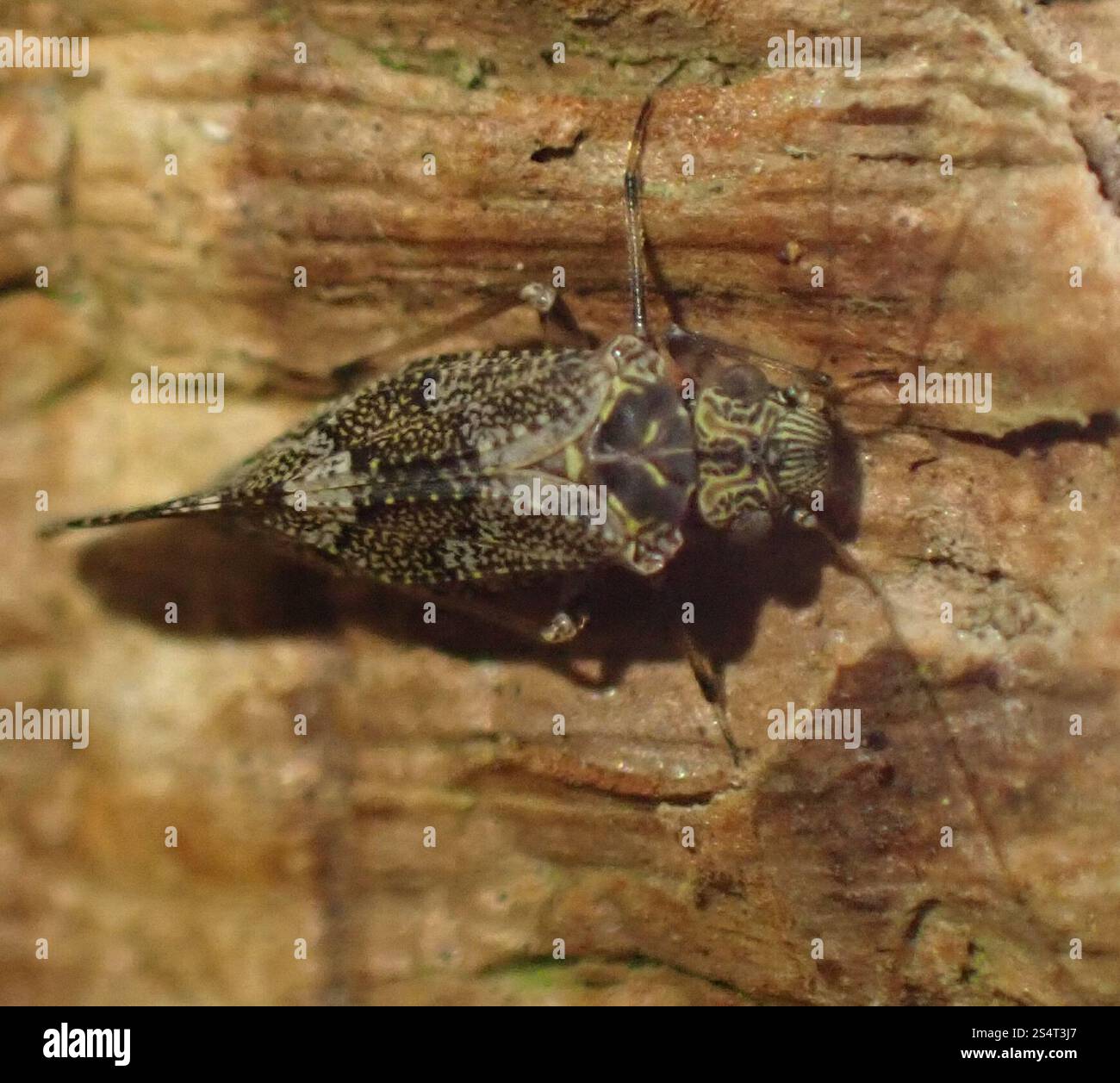 Barklice, Booklice, and Parasitic Lice (Psocodea Stock Photo - Alamy