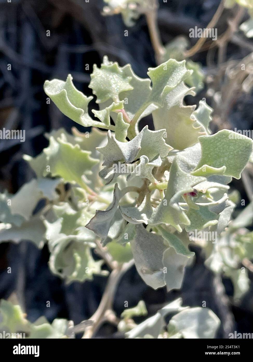 Desert Holly (Atriplex hymenelytra Stock Photo - Alamy