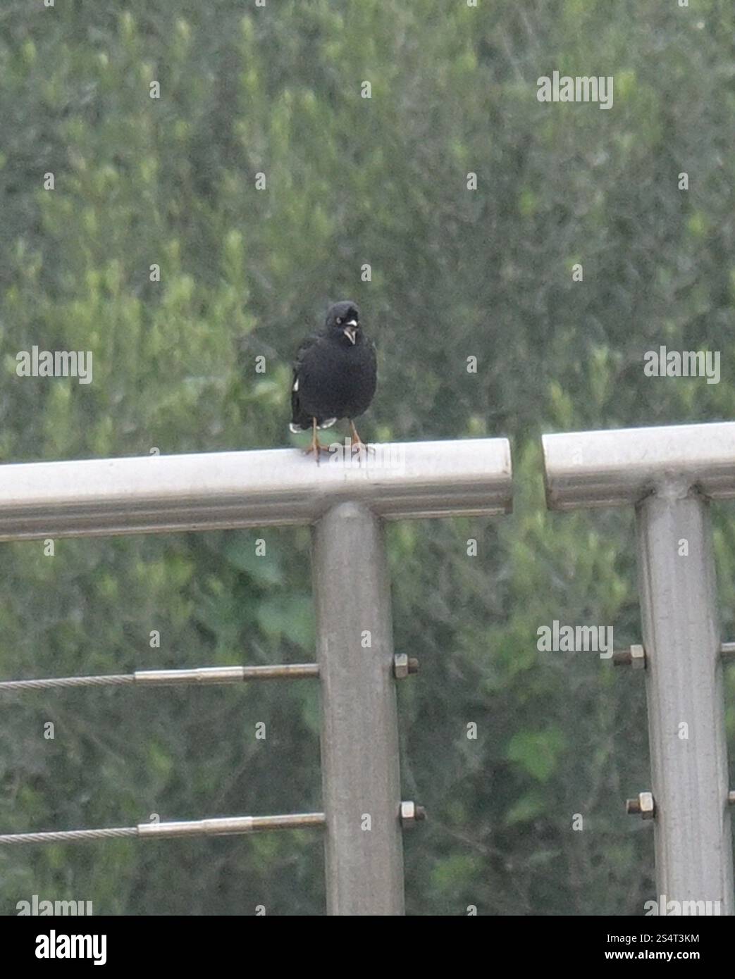 Crested Myna (Acridotheres cristatellus Stock Photo - Alamy