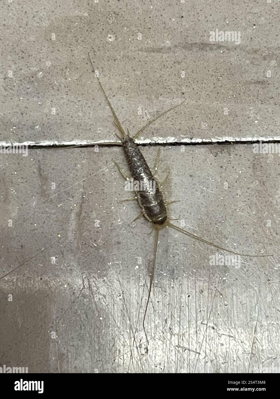 Long-tailed Silverfish (Ctenolepisma longicaudatum Stock Photo - Alamy