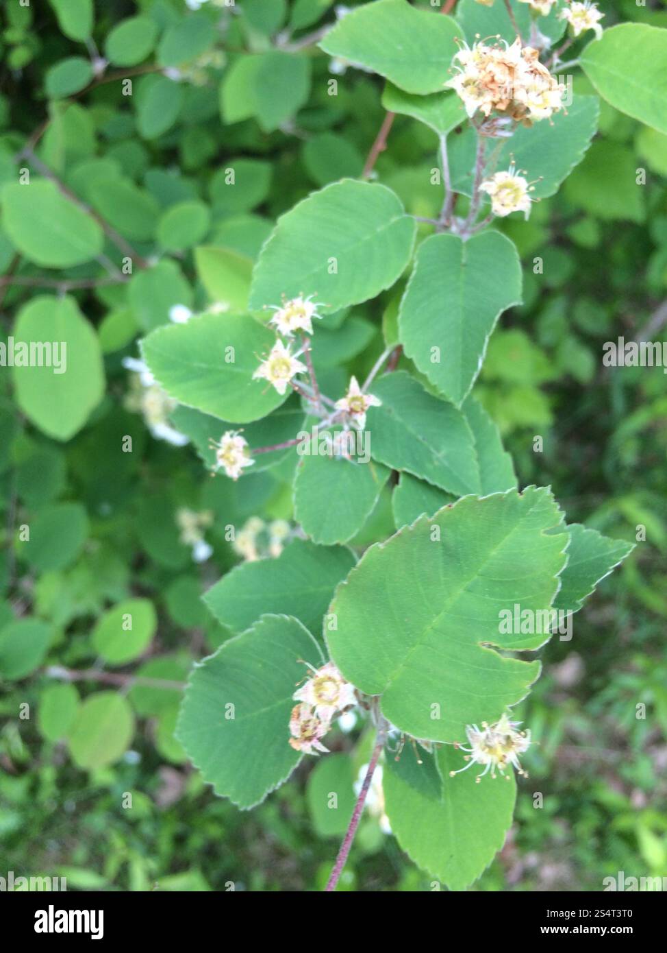 roundleaf shadbush (Amelanchier sanguinea Stock Photo - Alamy