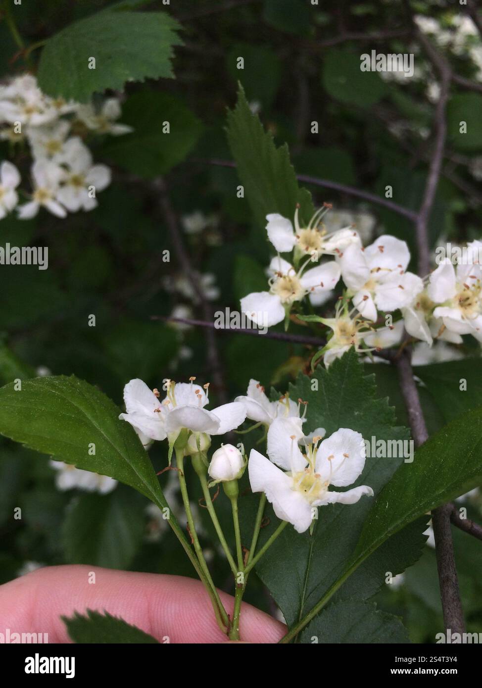 Glabrous-fruit Fireberry Hawthorn (Crataegus chrysocarpa phoeniceoides ...