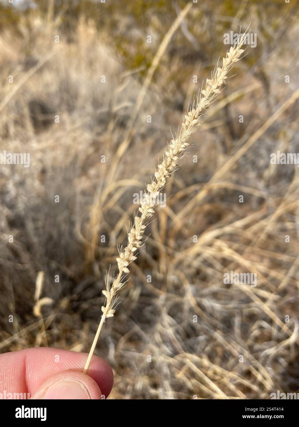 plains bristlegrass (Setaria leucopila Stock Photo - Alamy