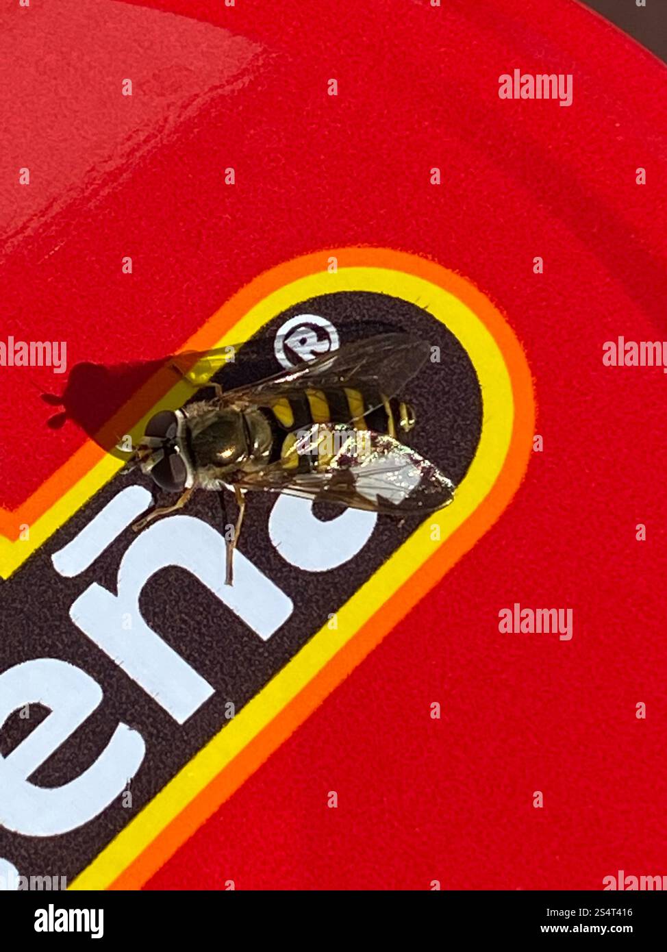 Long-tailed Aphideater Complex (Eupeodes americanus Stock Photo - Alamy