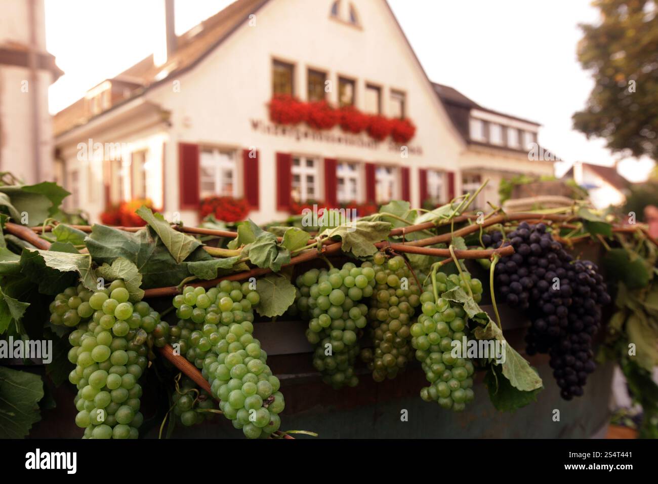 the old town of the villige Sasbach in Kaiserstuhl in the Blackforest ...