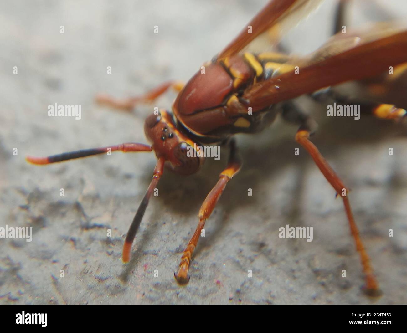 Variegated Paper Wasp (Polistes versicolor Stock Photo - Alamy