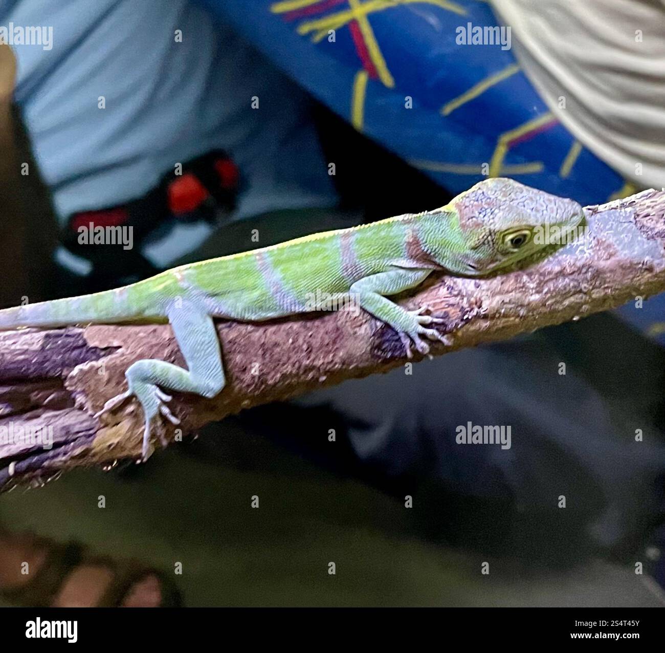 Western giant anole (Anolis luteogularis Stock Photo - Alamy
