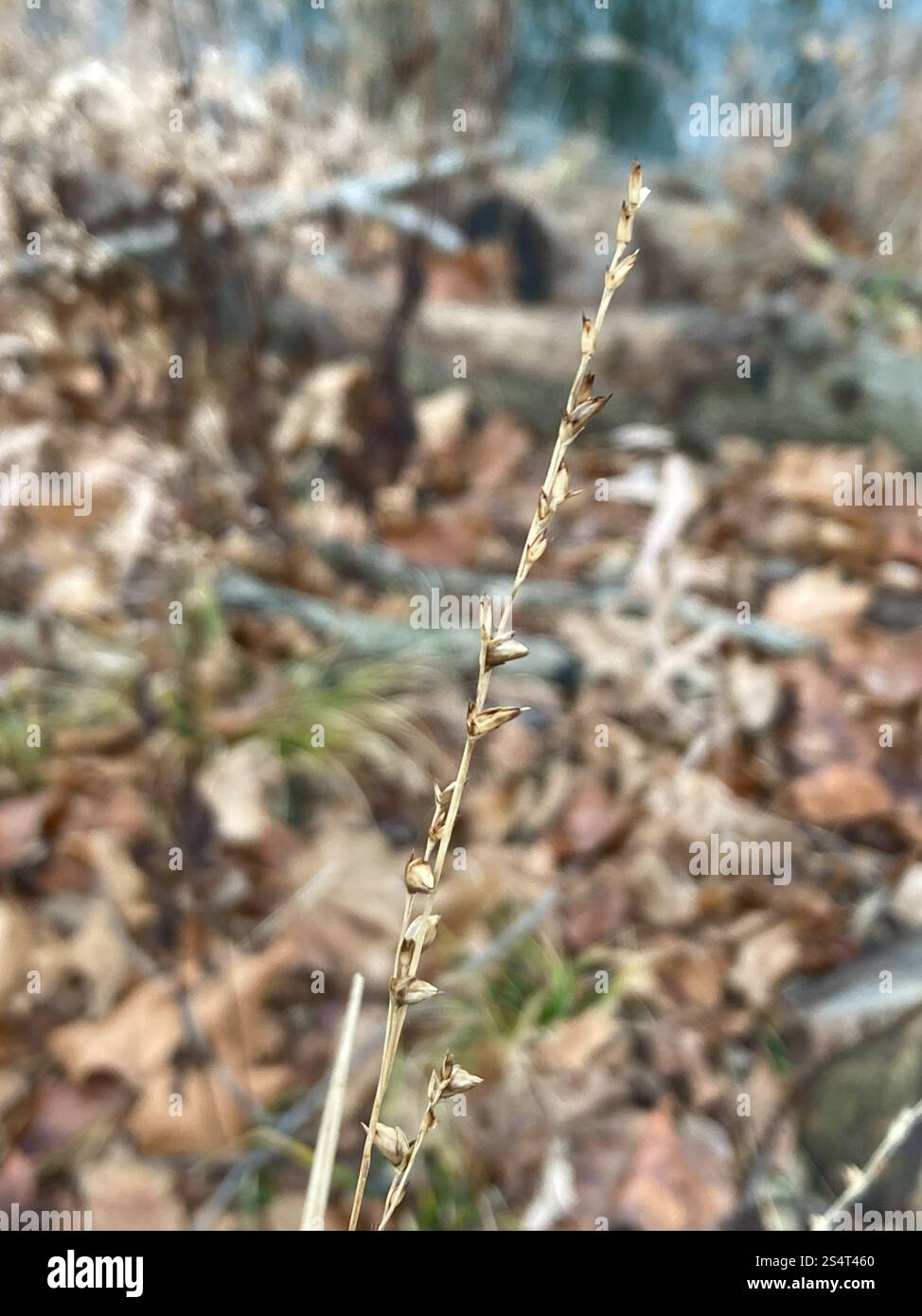 Beak Grass (Diarrhena obovata Stock Photo - Alamy
