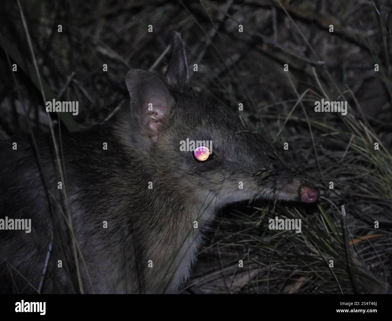 Eastern Barred Bandicoot (Perameles gunnii Stock Photo - Alamy