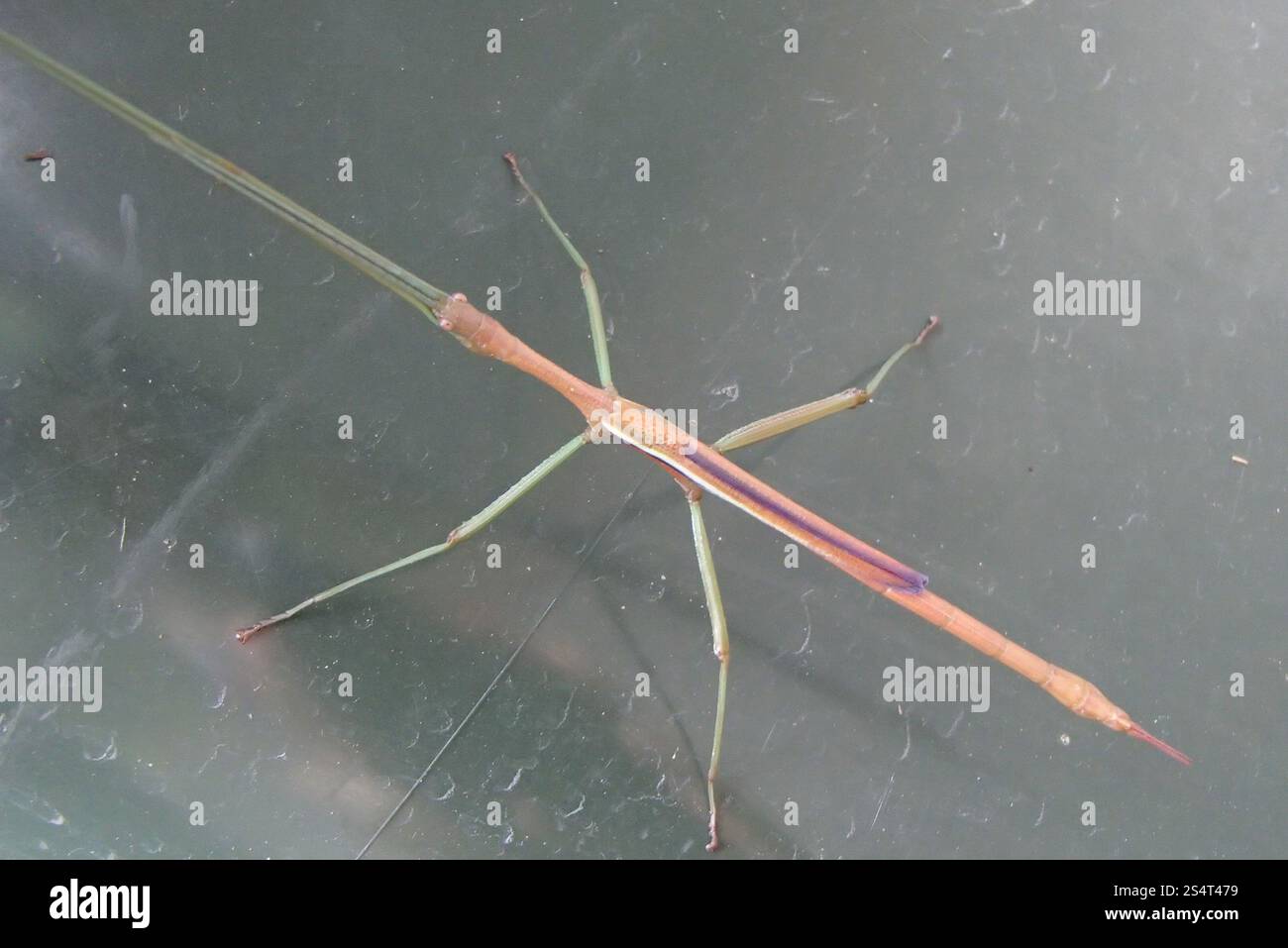Spur Legged Phasmid (Didymuria violescens Stock Photo - Alamy