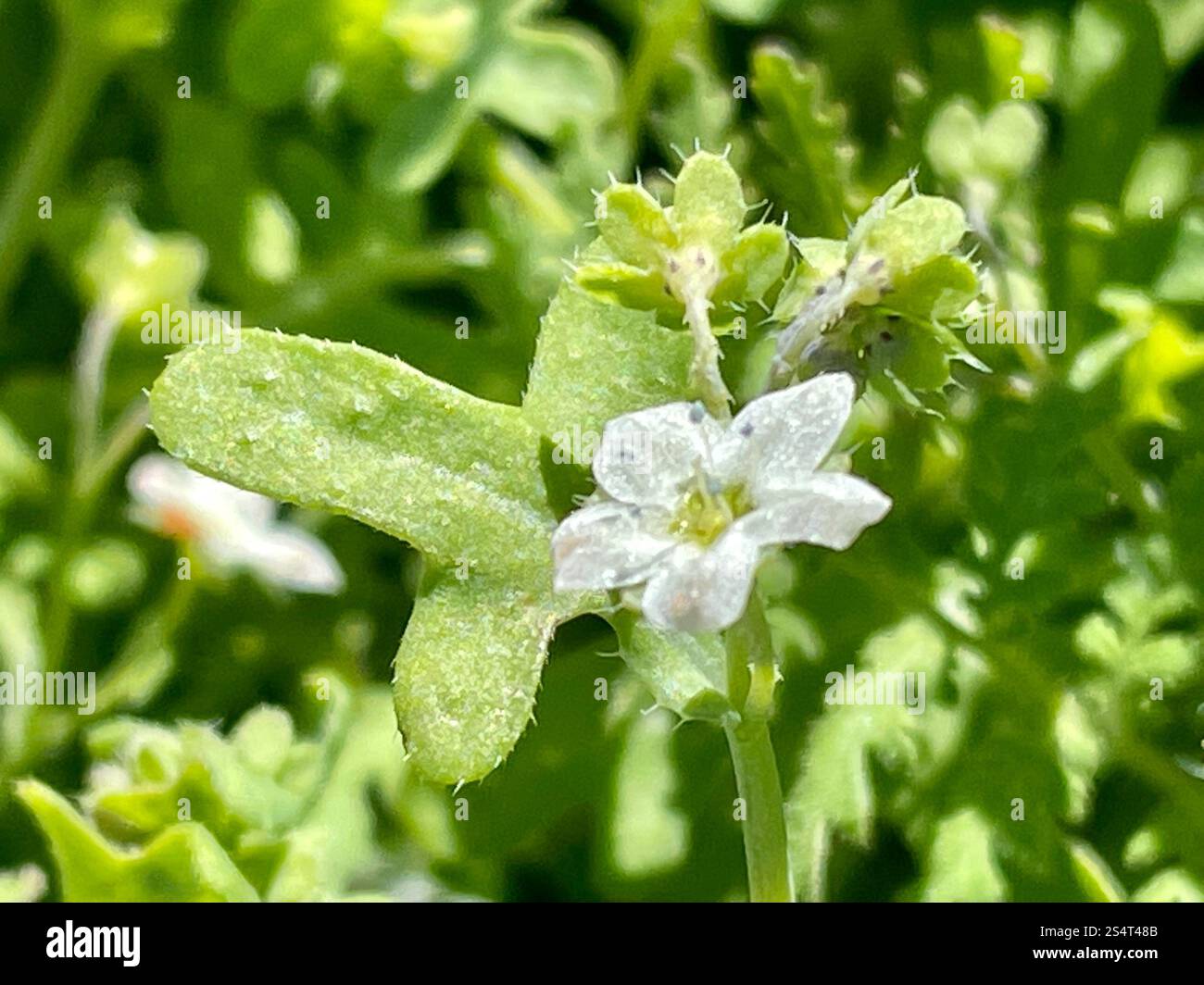 white fiesta flower (Pholistoma membranaceum Stock Photo - Alamy