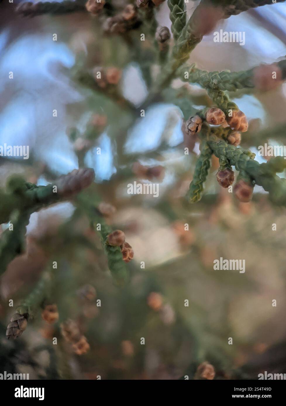 One-seed Juniper (Juniperus monosperma Stock Photo - Alamy