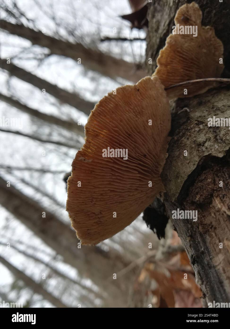 Gilled Polypore (Trametes betulina Stock Photo - Alamy