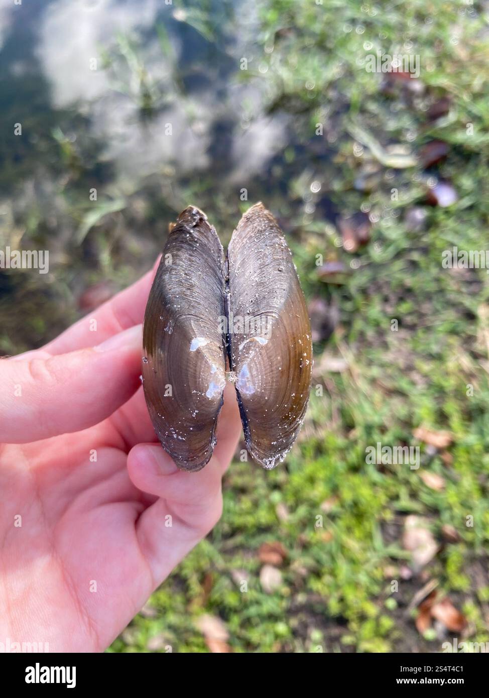 Florida Spike (Elliptio jayensis Stock Photo - Alamy