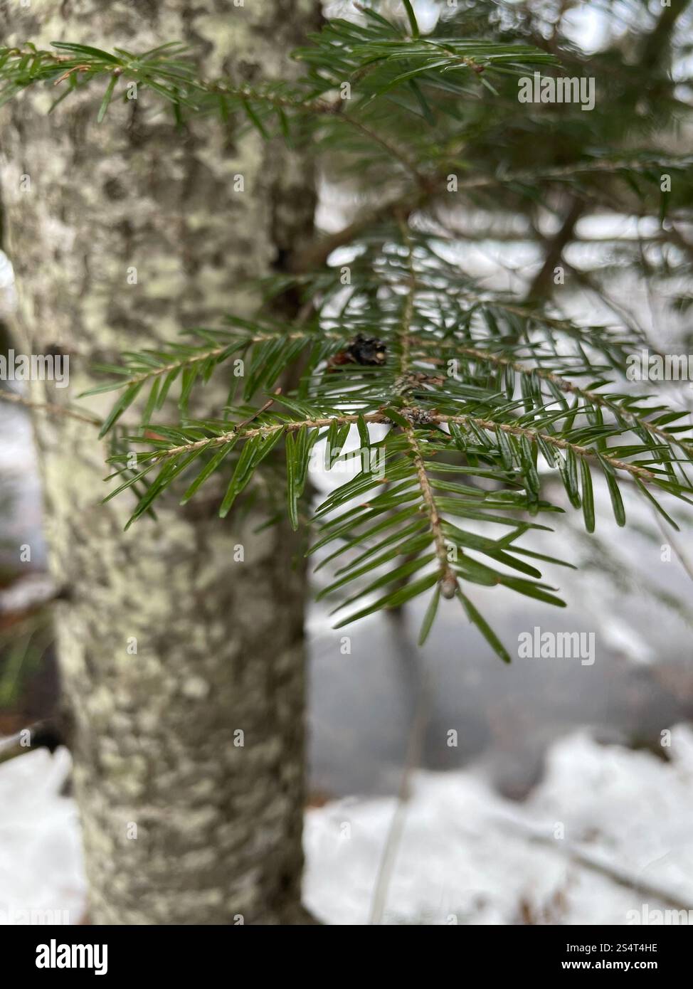 balsam fir (Abies balsamea Stock Photo - Alamy