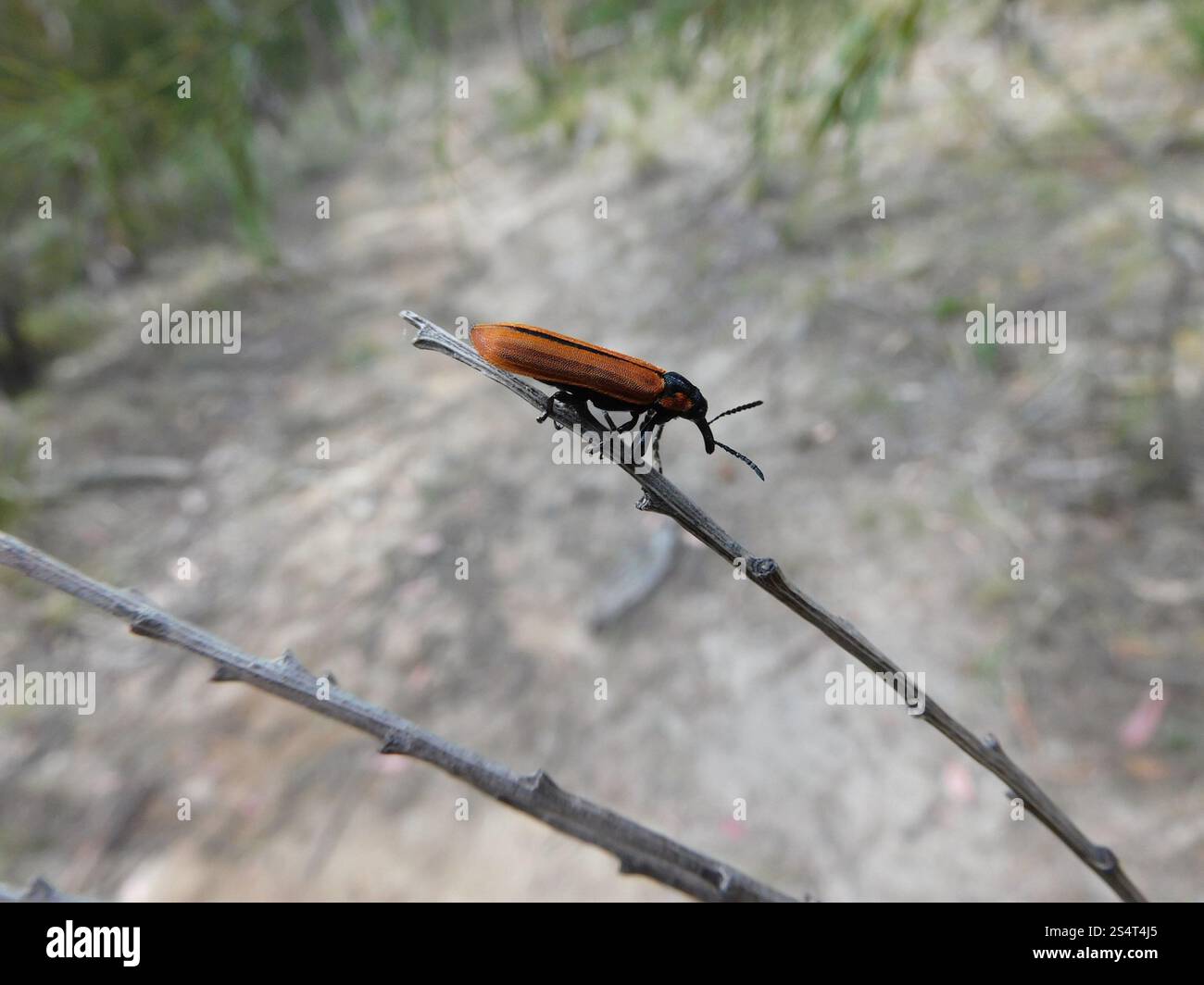 red weevil (Rhinotia haemoptera Stock Photo - Alamy