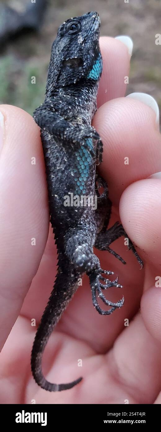 Eastern Fence Lizard (Sceloporus undulatus Stock Photo - Alamy
