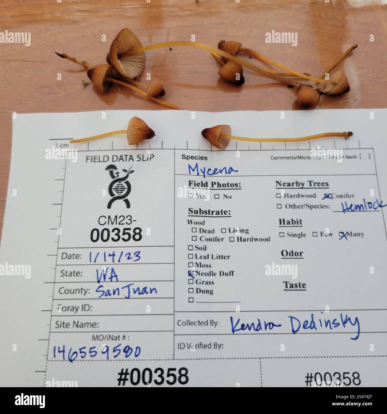 Bleeding Bonnet (Mycena sanguinolenta Stock Photo - Alamy