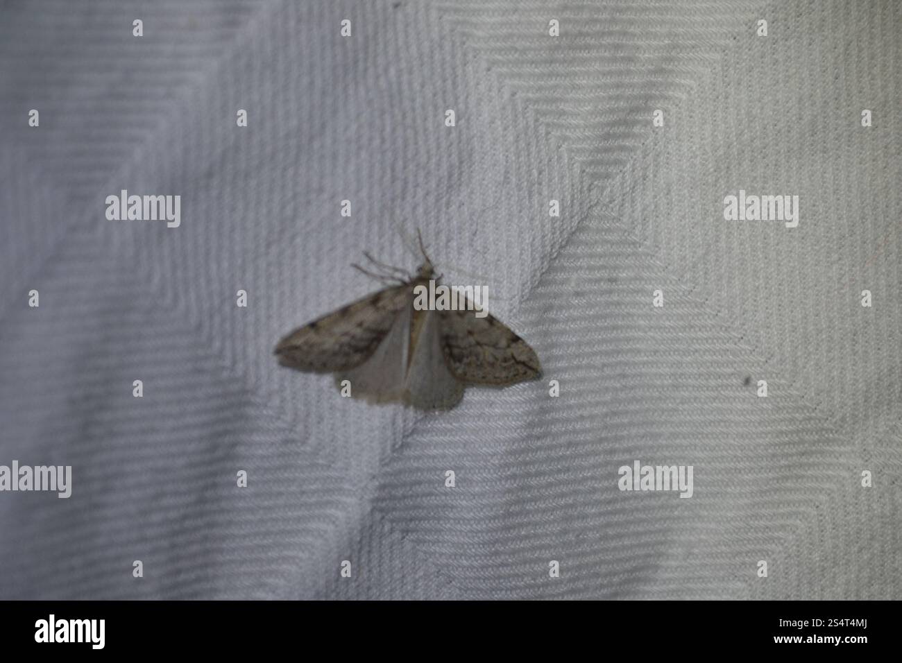 Spring Cankerworm Moth (Paleacrita vernata Stock Photo - Alamy