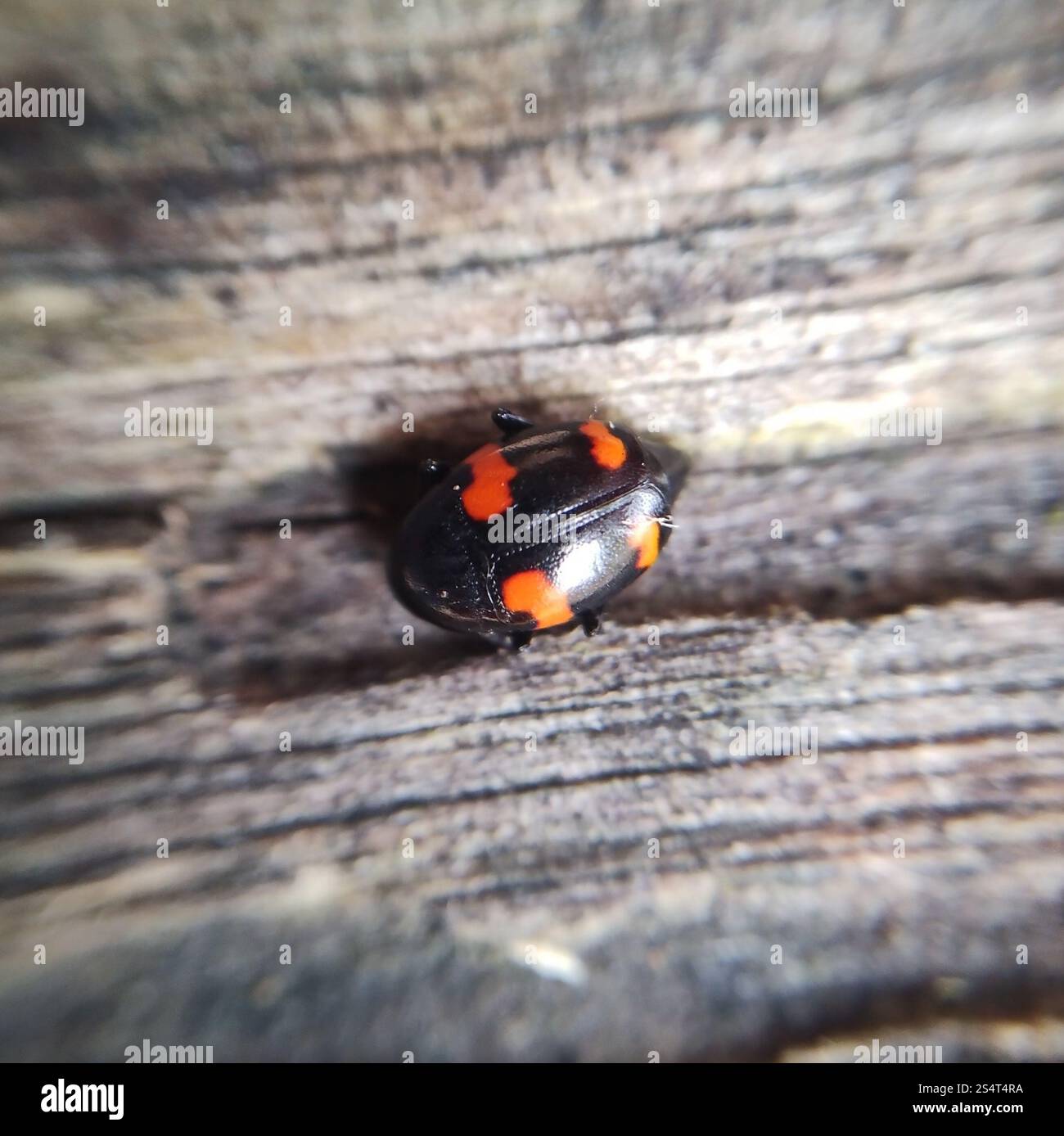 Orange-spotted Scaphidium (Scaphidium quadrimaculatum Stock Photo - Alamy