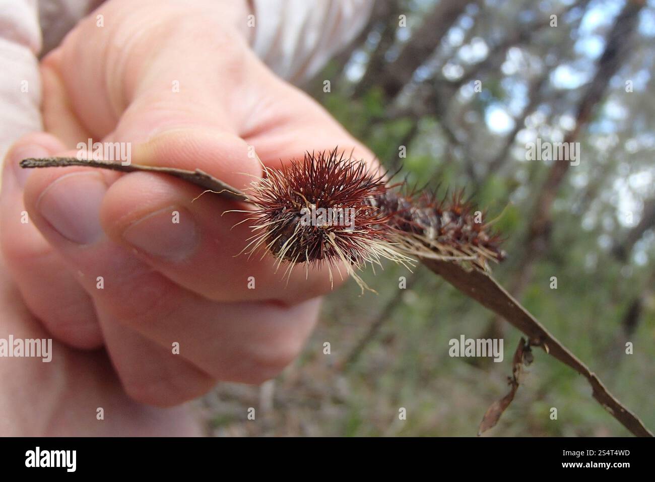 Batwing Moth (Chelepteryx collesi Stock Photo - Alamy