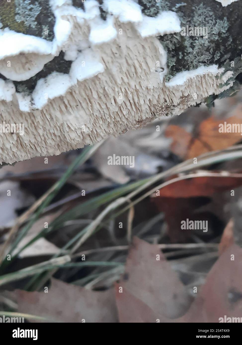 Milk-white Toothed Polypore (Irpex lacteus Stock Photo - Alamy