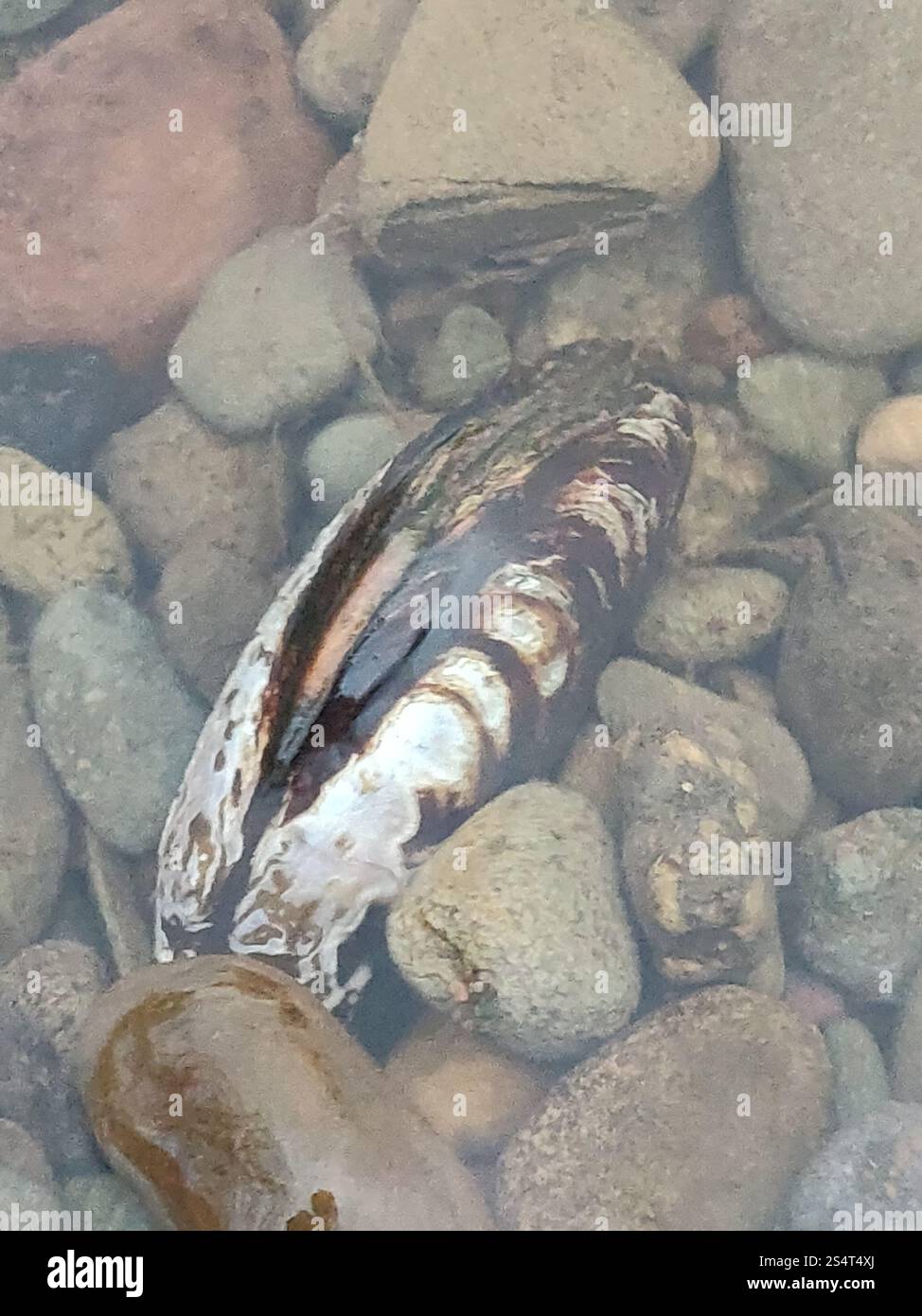 Freshwater Pearl Mussel (Margaritifera margaritifera Stock Photo - Alamy