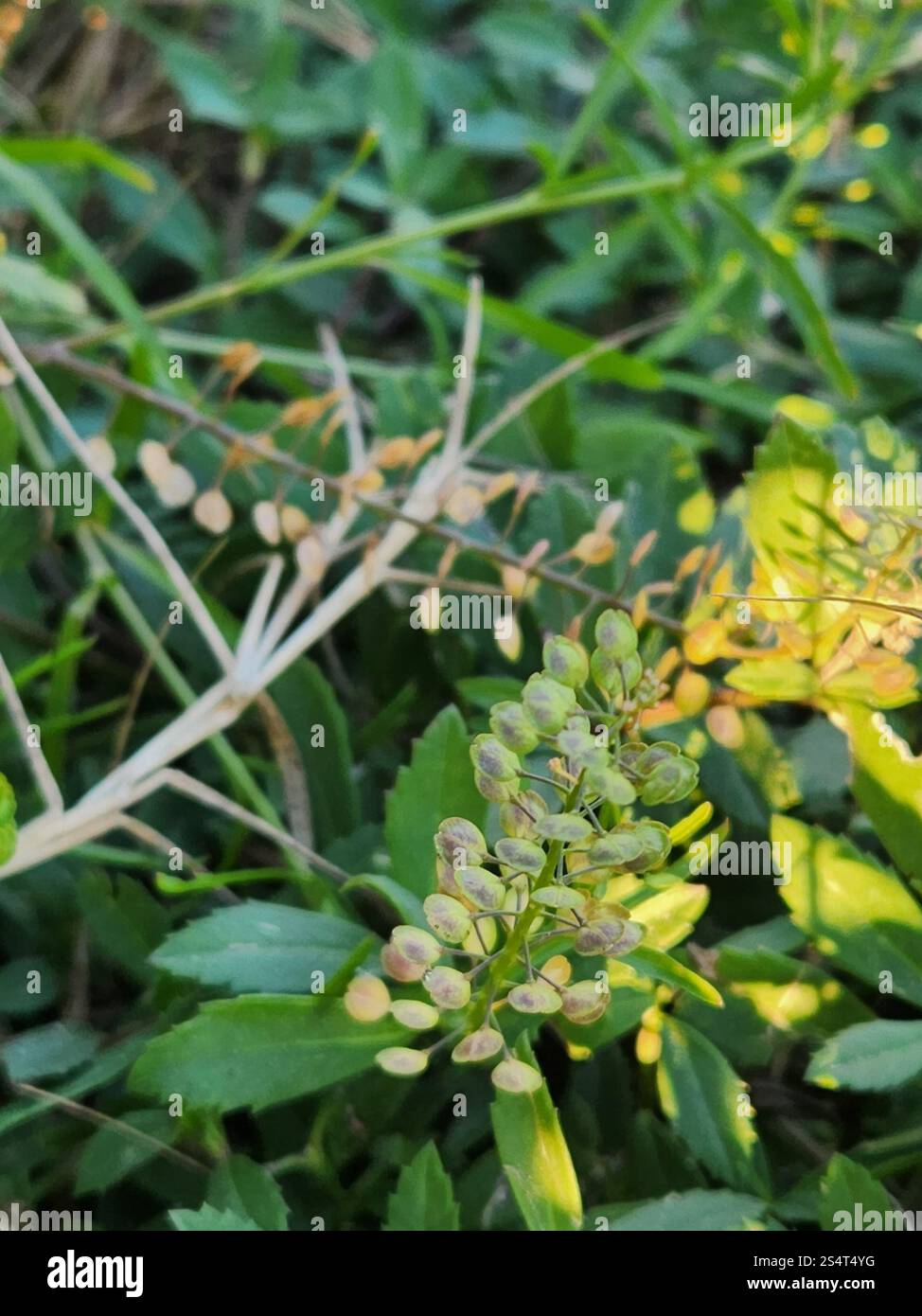 Virginia pepperweed (Lepidium virginicum Stock Photo - Alamy