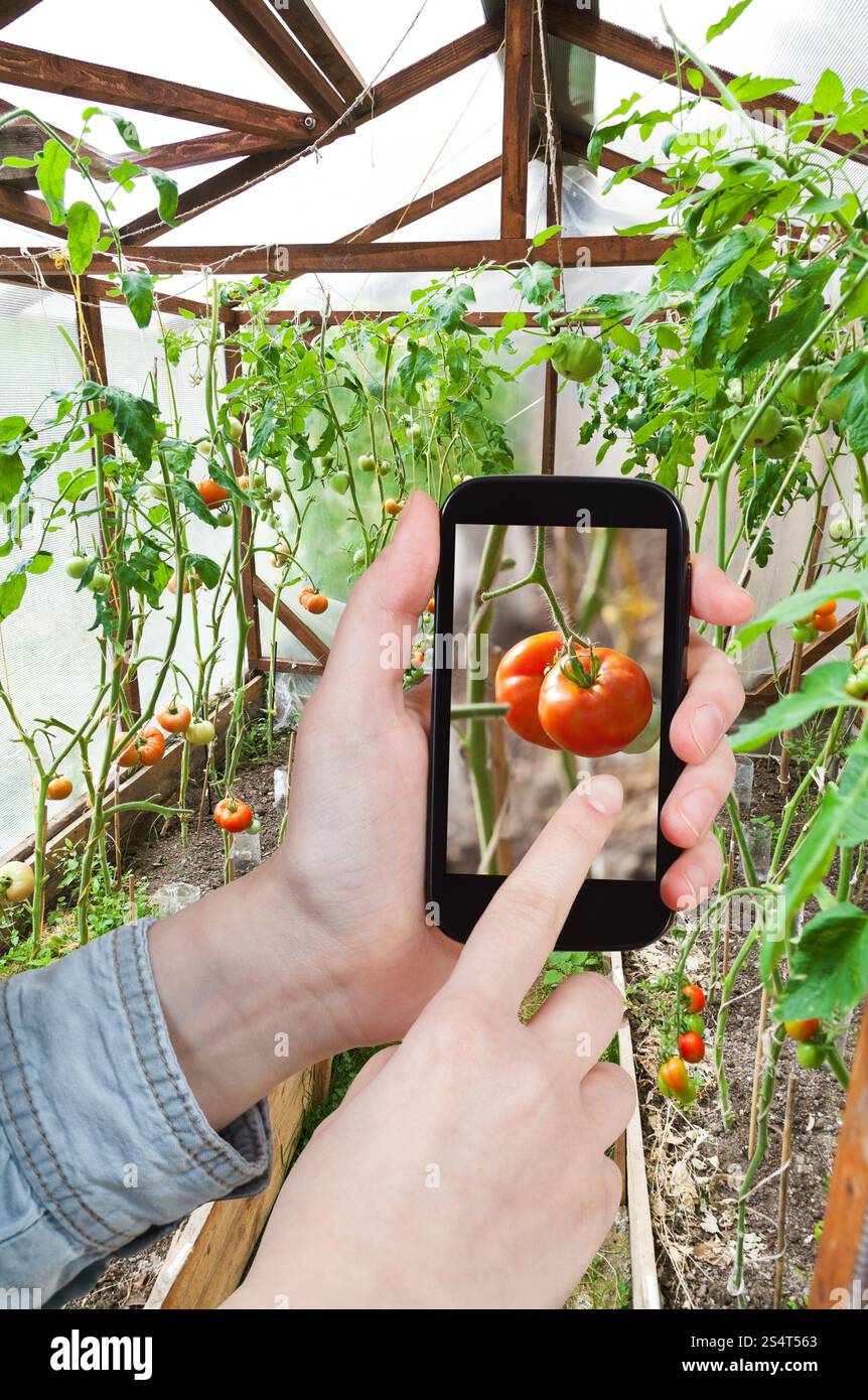 travel concept - tourist takes picture of ripe red tomato plant inside ...