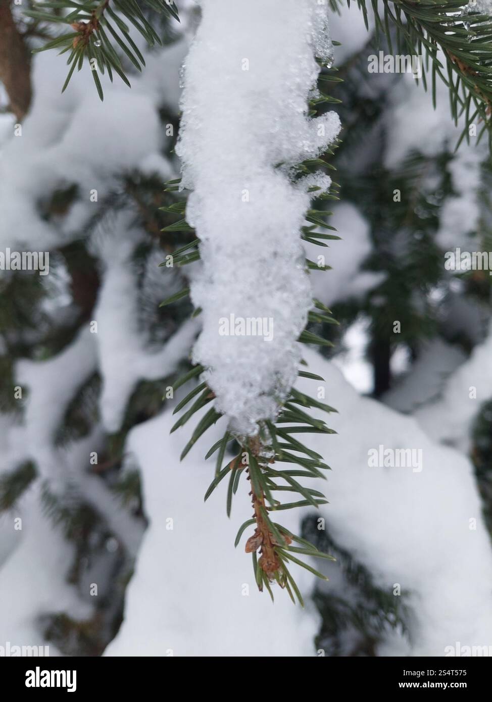 white spruce (Picea glauca Stock Photo - Alamy