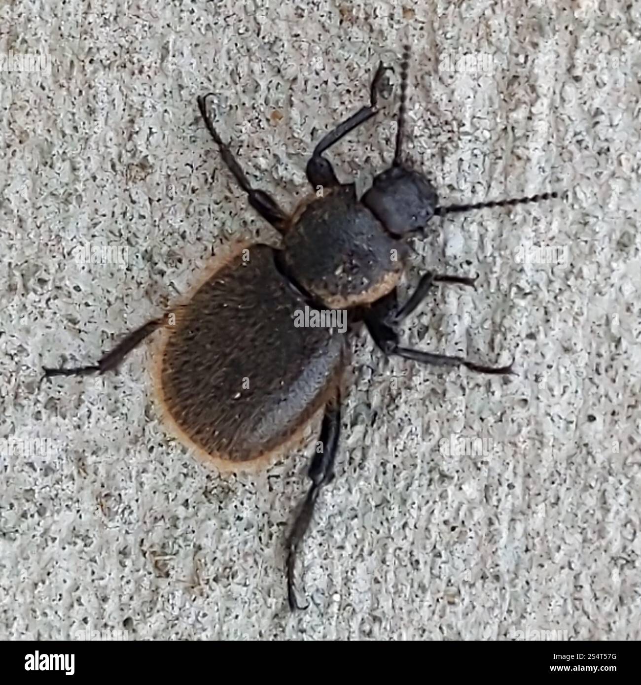 Woolly Darkling Beetle (Eleodes osculans Stock Photo - Alamy