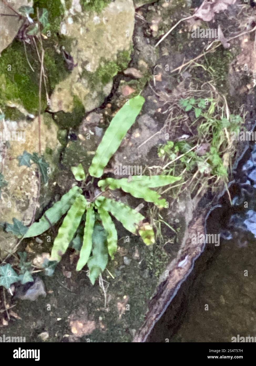 European Hart's-tongue Fern (Asplenium scolopendrium scolopendrium ...