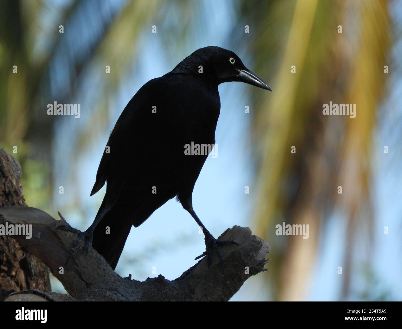 Great-tailed Grackle (Quiscalus mexicanus Stock Photo - Alamy