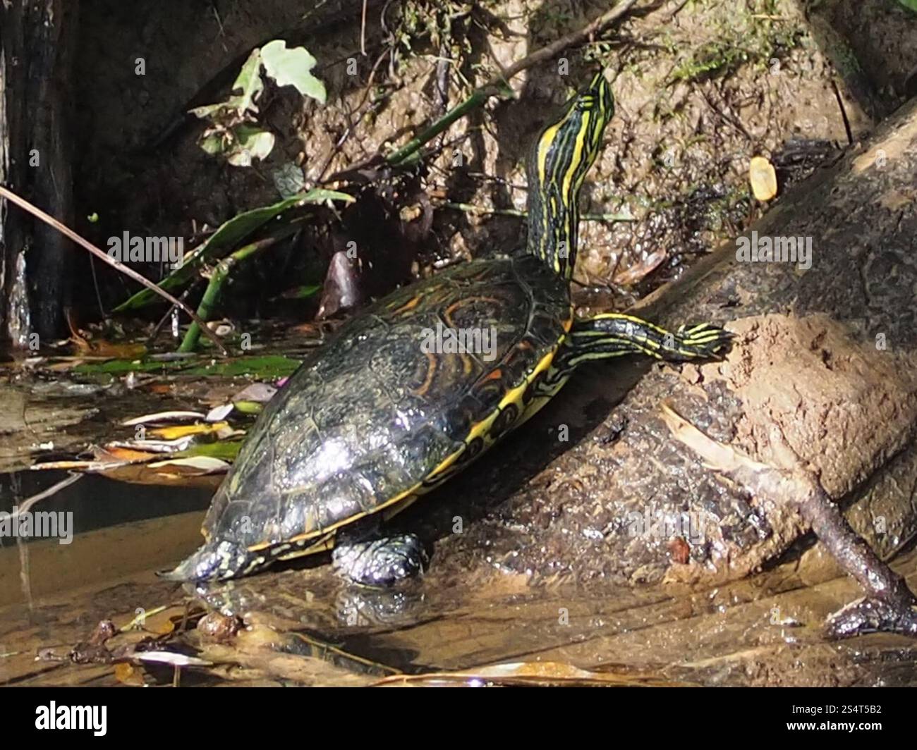 Mesoamerican Slider (Trachemys venusta Stock Photo - Alamy
