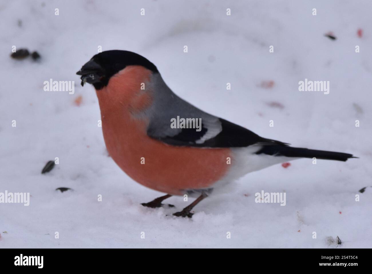 Eurasian Bullfinch (Pyrrhula pyrrhula Stock Photo - Alamy