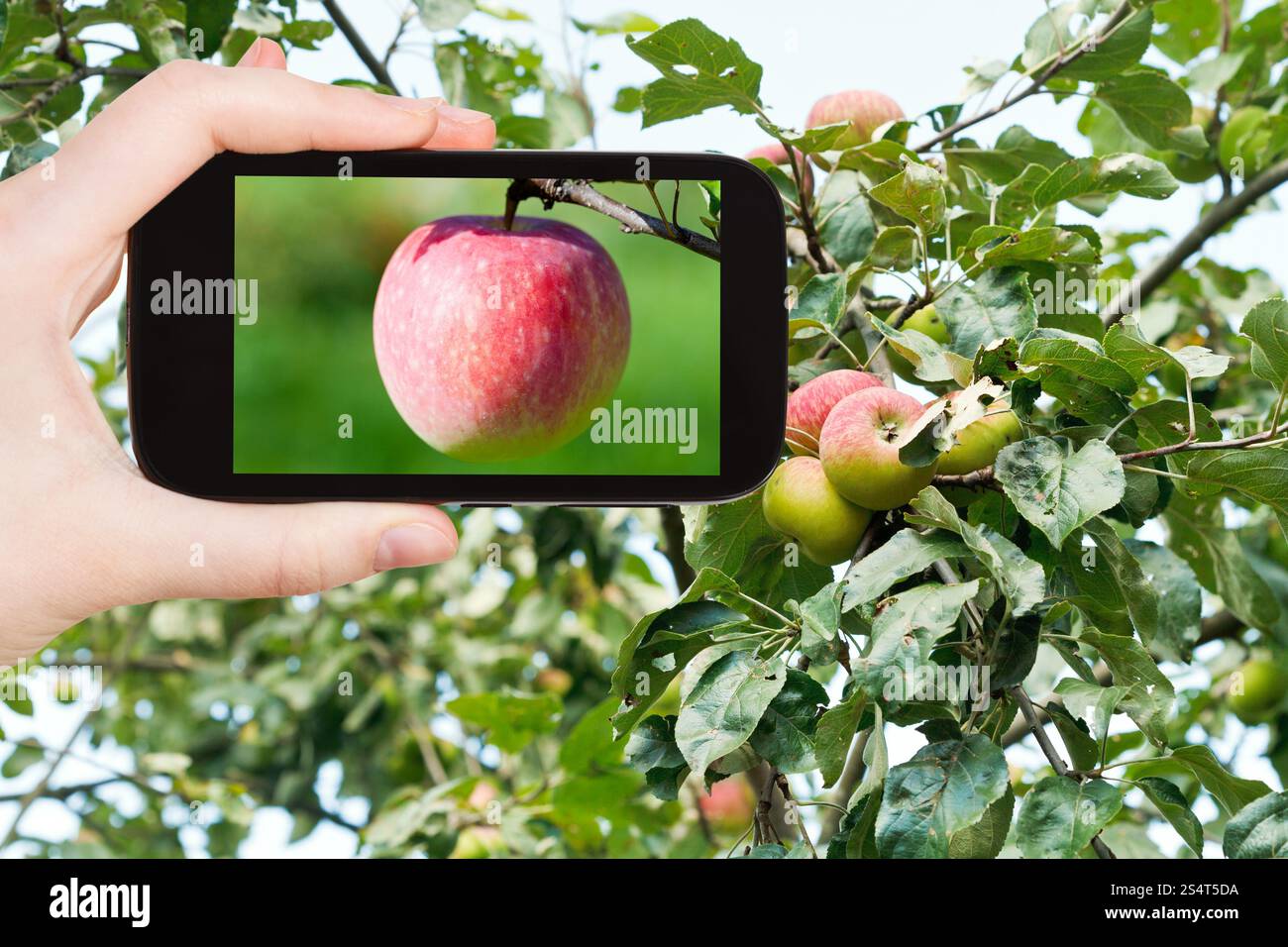travel concept - tourist takes picture of ripe pink apple in fruit ...
